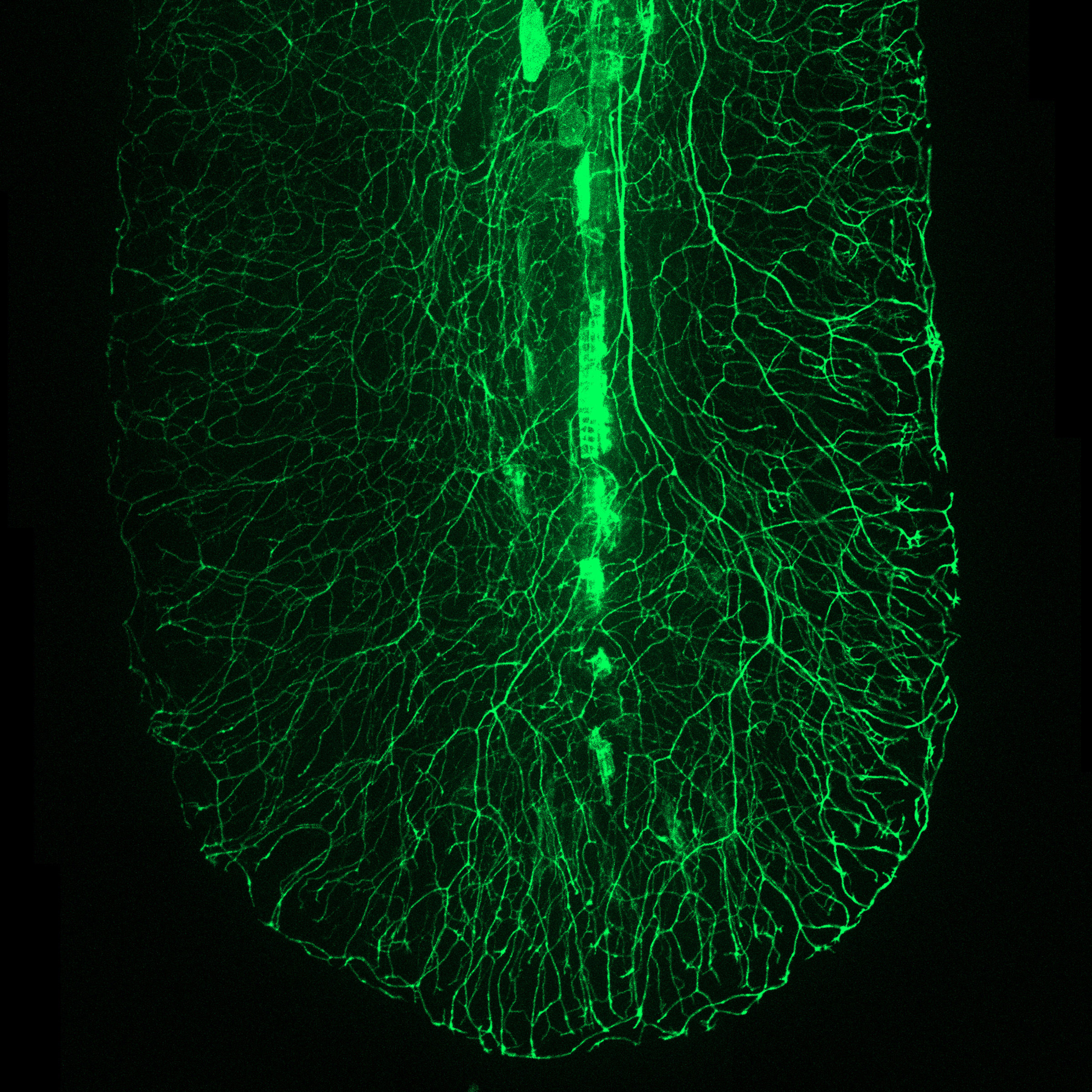 I2K 2022: From Images to Knowledge - BioImaging North America Site