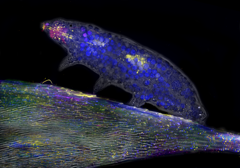 Community Microscopy Tools - BioImaging North America Site