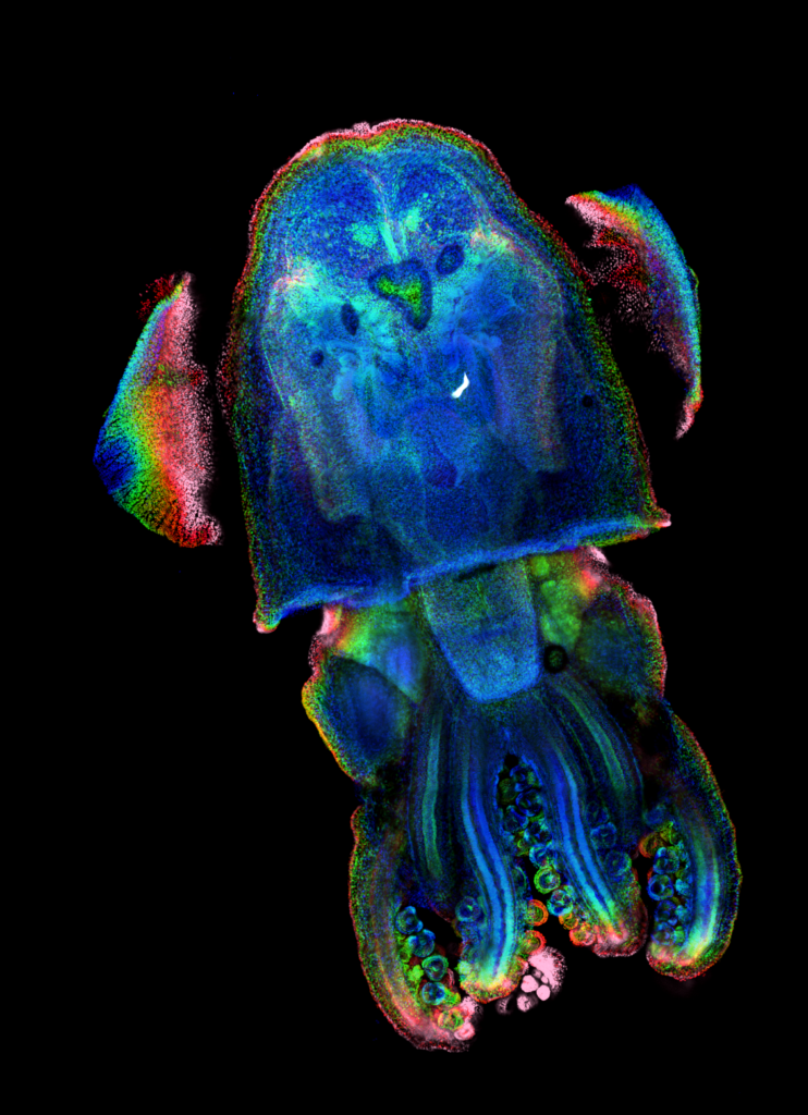 Image Contest 2023 - BioImaging North America Site